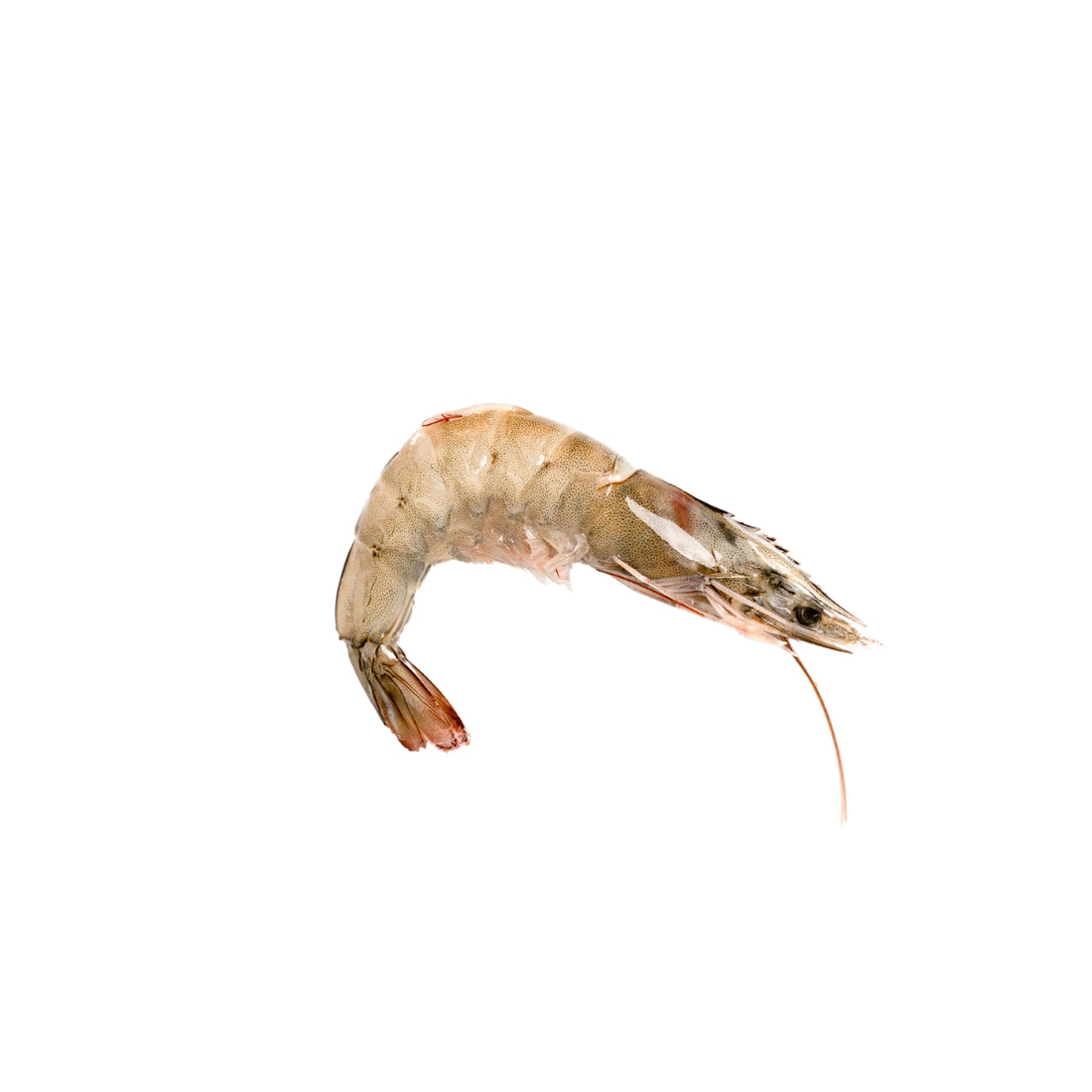 Camarón Jumbo talla 7/8 – Capitán Marisco